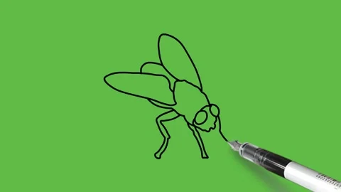 Draw fly small insect with two wings in ... | Stock Video | Pond5