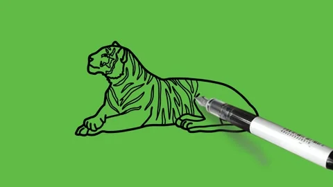 Draw tiger wild animal sitting in blue c... | Stock Video | Pond5