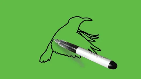 Drawing Bird Stock Videos – Royalty-Free HD & 4K Videos | Page 3
