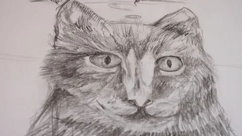 Realistic Cat Drawing Stock Videos – Royalty-Free HD & 4K Videos | Pond5