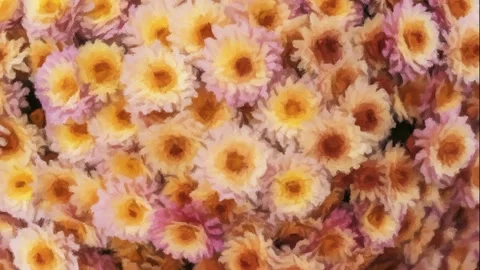 A Picture 0F Stock Videos – Royalty-Free HD & 4K Videos