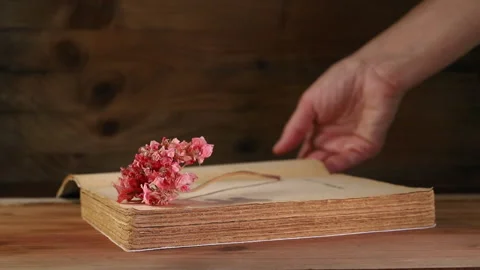 Book Flower Stock Video Footage | Royalty Free Book Flower Videos | Pond5