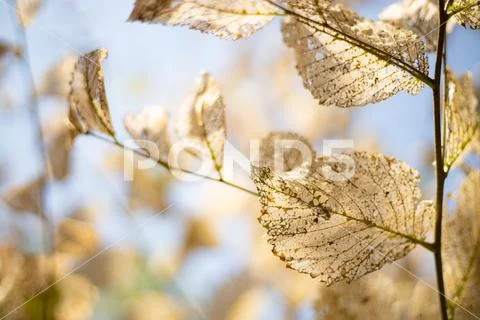 Dried skeleton leaves on brunch on sky background. Tender structure ...