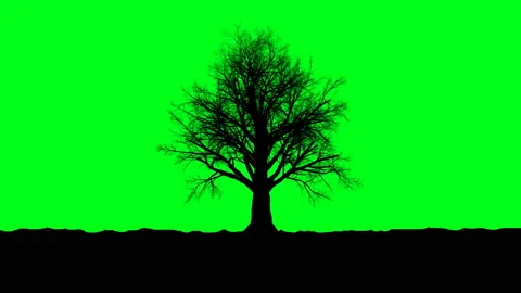 Dried tree in the green screen. 3d rende... | Stock Video | Pond5