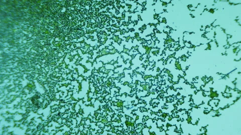 Dried unicellular algae on a slide under... | Stock Video | Pond5