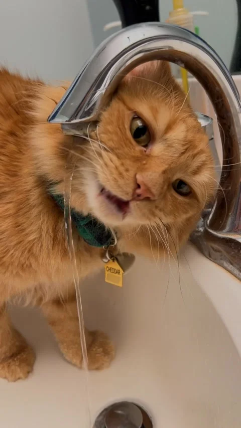 Cat Drinking Waterweird Stock Videos – Royalty-Free HD & 4K Videos
