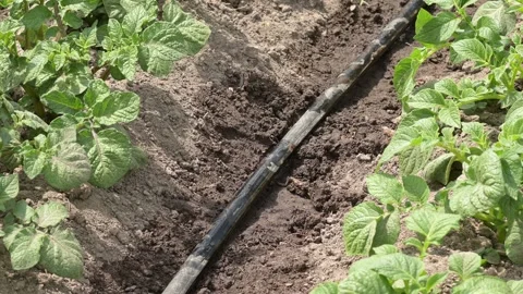 Drip irrigation system watering young po... | Stock Video | Pond5