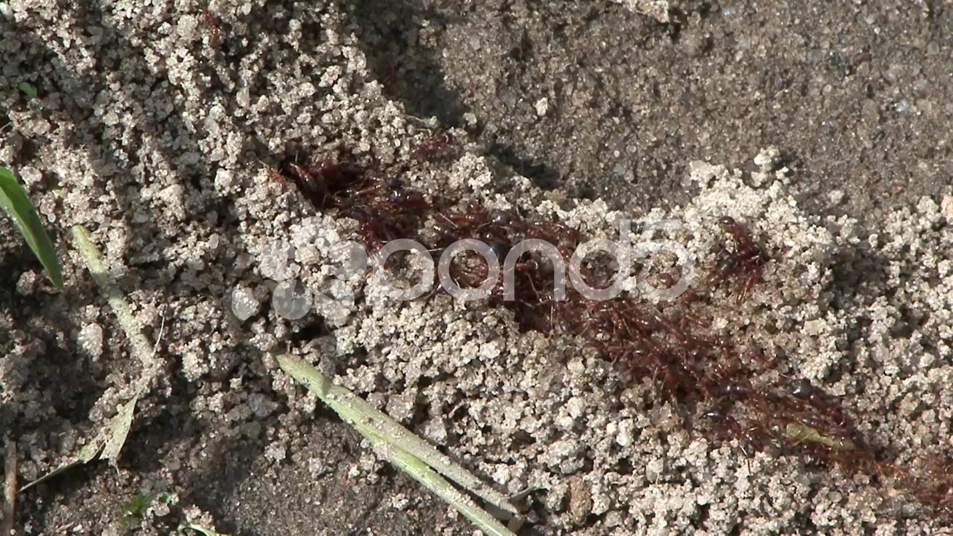 Siafu Ants Eating People