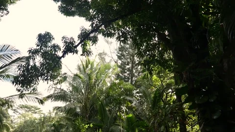 Driving slowly through the jungle along ... | Stock Video | Pond5