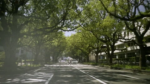 Driving Under Tree Canopy In Miyazaki Ci... | Stock Video | Pond5