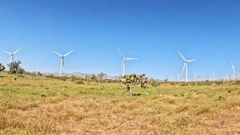 Driving by wind turbines and Joshua tree... | Stock Video | Pond5