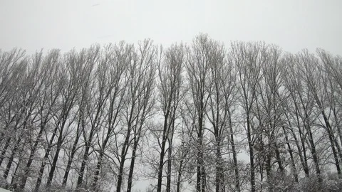 Bare Branch Trees Stock Videos – Royalty-Free HD & 4K Videos | Pond5