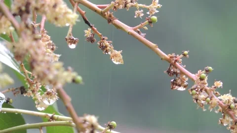 Light Rain Shower Stock Videos – Royalty-Free HD & 4K Videos