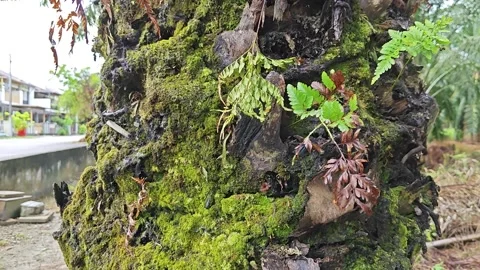 drizzling water droplets | Stock Video | Pond5