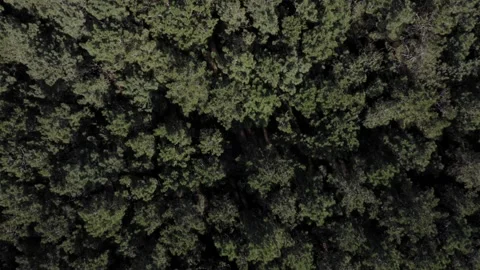 Drone 4k Forest Zoom out of Trees and Wo... | Stock Video | Pond5