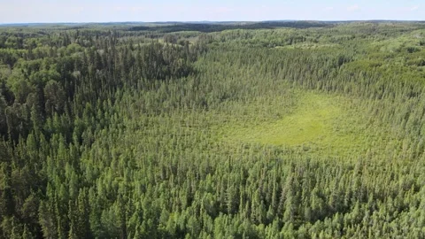 Boreal Forest Stock Video Footage | Royalty Free Boreal Forest Videos | Pond5