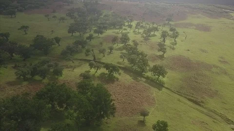 Drone aerial overview of "Fanal" forest ... | Stock Video | Pond5