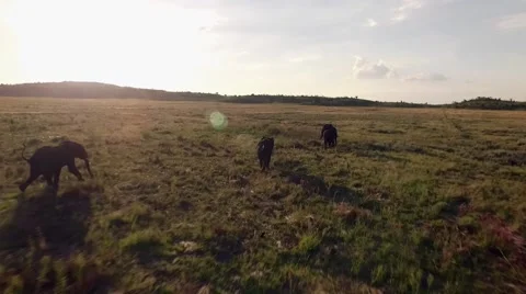 Game South Africa Stock Videos – Royalty-Free HD & 4K Videos