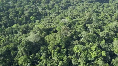 Drone aerial view of Amazon rainforest b... | Stock Video | Pond5