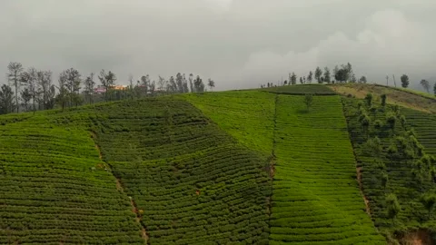Drone ascending above a tea hill plantat... | Stock Video | Pond5