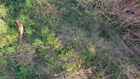 A drone captures a quail hiding and runn... | Stock Video | Pond5