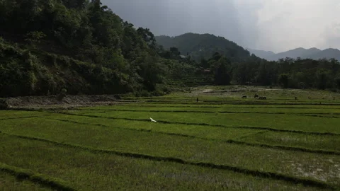 Drone flight through rice paddies and te... | Stock Video | Pond5