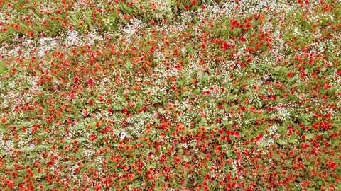 Opps With Drones Stock Videos – Royalty-Free HD & 4K Videos