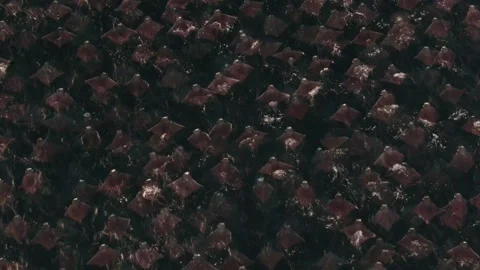 Drone Flying Devil Rays a Huge Biomass | Stock Video | Pond5