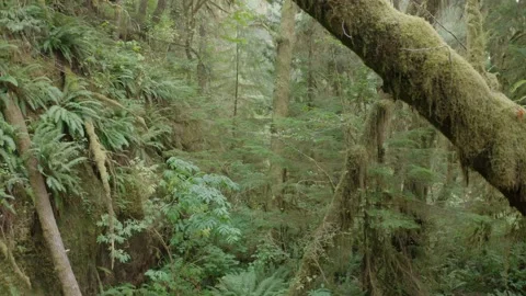 Boreal Forest Stock Video Footage | Royalty Free Boreal Forest Videos | Pond5