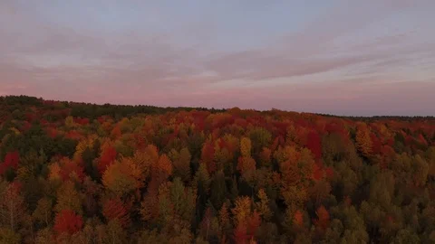 Drone flying towards canopy in fall at d... | Stock Video | Pond5