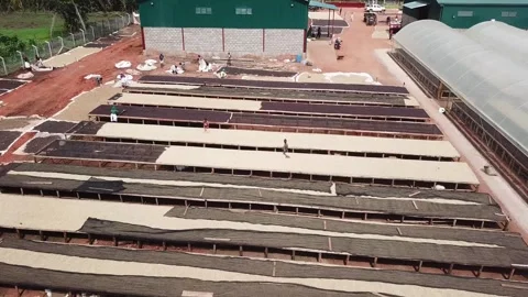 Drone flyover coffee production yard of ... | Stock Video | Pond5