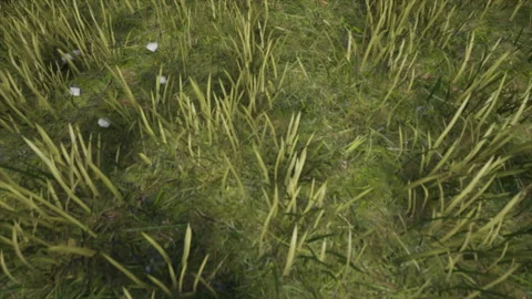 Drone footage of 3d rendered grass on th... | Stock Video | Pond5