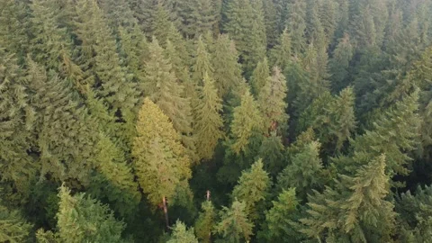 Drone Footage 4k - Tree Tops - Tall Tree... | Stock Video | Pond5