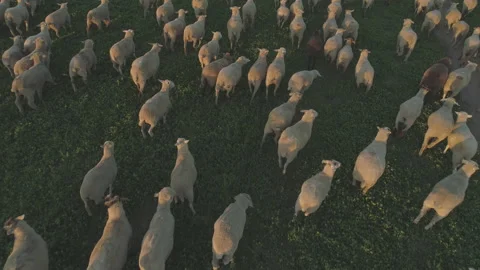 Drone Footage of a Herd of Sheep Walking... | Stock Video | Pond5