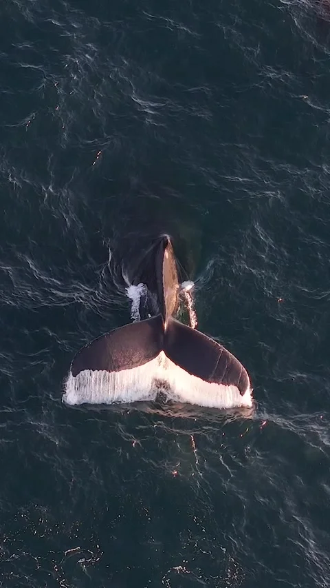 Drone footage of a humpback whale slappi... | Stock Video | Pond5