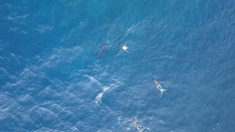 Drone footage of people snorkelling with... | Stock Video | Pond5