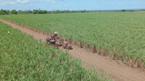 Drone footage of sugar cane plantation. | Stock Video | Pond5
