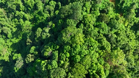 Drone glides over the rainforest. | Stock Video | Pond5