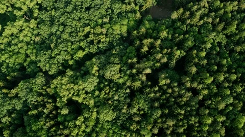 Drone looking down on the treetops of a ... | Stock Video | Pond5