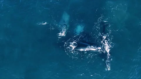 Blue Whale Mating Stock Footage ~ Royalty Free Stock Videos | Pond5