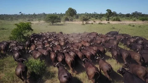Animals Stampede African Cape