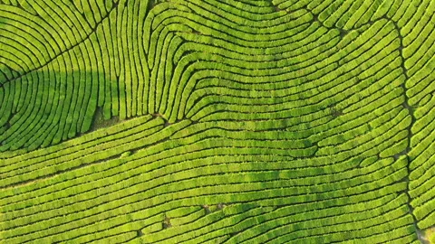 Drone Shot of top view of green tea plan... | Stock Video | Pond5