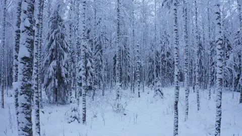 Boreal Forest Stock Video Footage | Royalty Free Boreal Forest Videos | Pond5