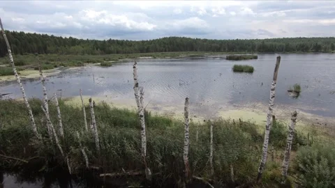 drone view of the classic Russian swamp ... | Stock Video | Pond5