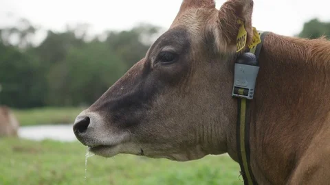 Drooling cow looks towards camera | Stock Video | Pond5