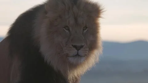 Drooling Stock Video Footage | Royalty Free Drooling Videos | Pond5