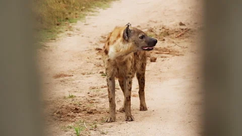 Drooling Spotted Hyena Standing Near The... | Stock Video | Pond5