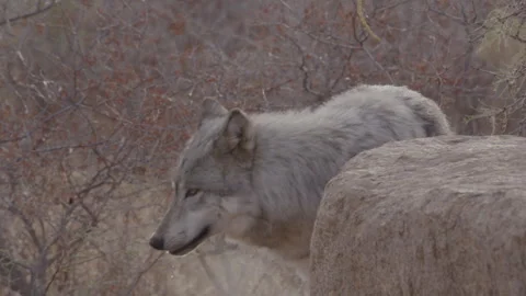 Drooling Stock Video Footage | Royalty Free Drooling Videos | Pond5