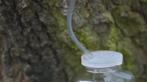 Drop Of Birch Sap Is Dripping. Tree Tear... | Stock Video | Pond5