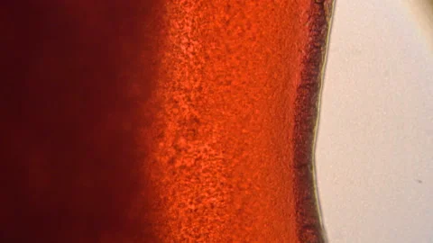 Blood Drop Stock Videos – Royalty-Free HD & 4K Videos | Pond5